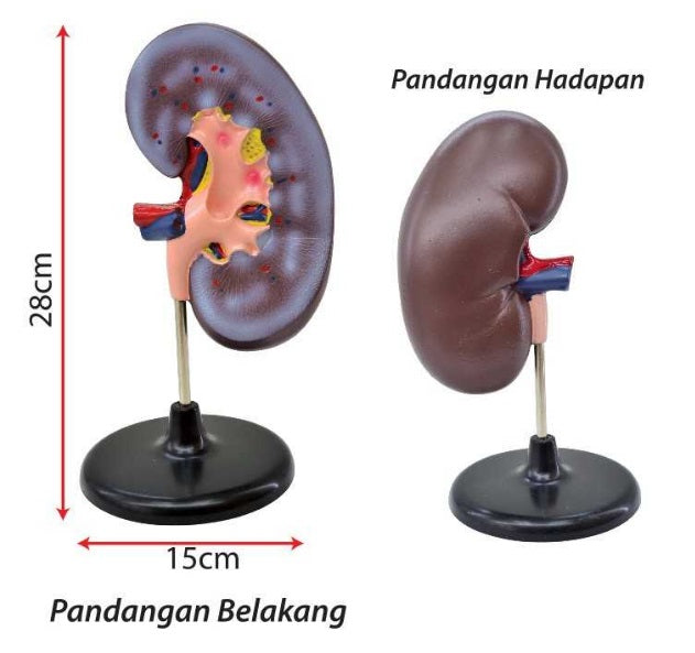Model of Human Kidney - SC0104 MZ – AIYOH